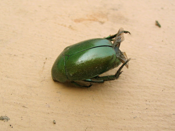 Green beetle | Project Noah