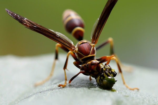 Paper Wasp | Project Noah