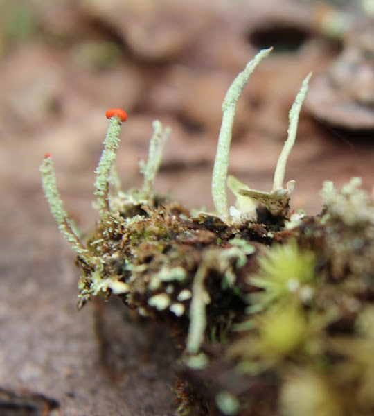 British Soldier Lichen | Project Noah