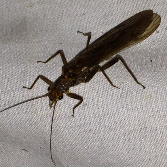 Calif. Giant Stonefly | Project Noah