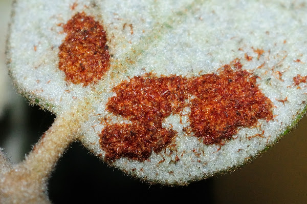 Aceria ilicis | Project Noah