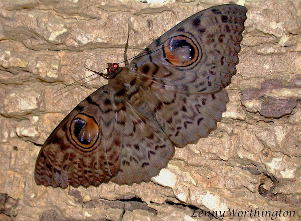 Great Owl Moth | Project Noah