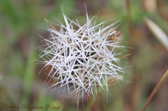 Silver Puffs | Project Noah