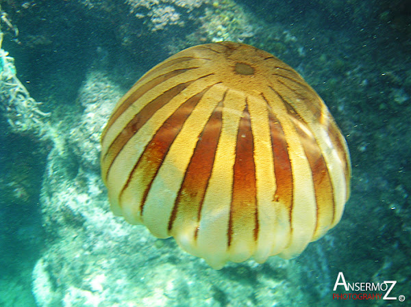Compass Jellyfish | Project Noah