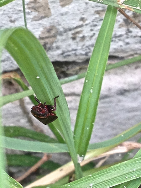 Two-lined Spittlebug | Project Noah
