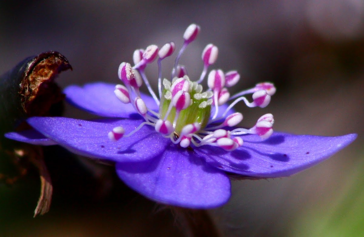 Common hepatica | Project Noah
