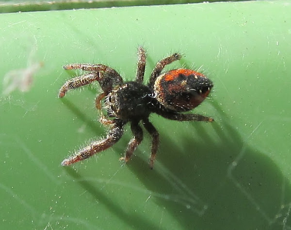 Johnson Jumping Spider | Project Noah