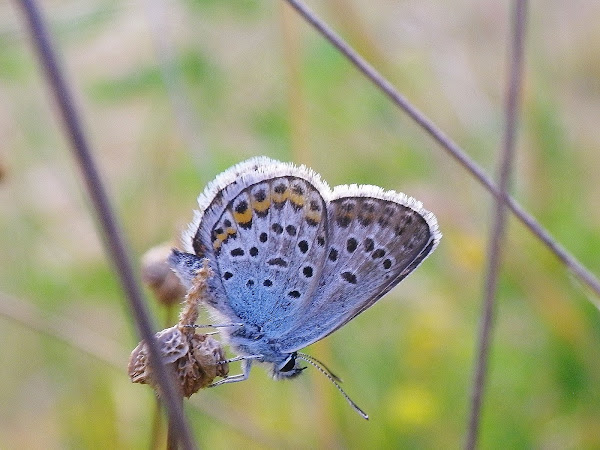 Lycaenid butterfly | Project Noah