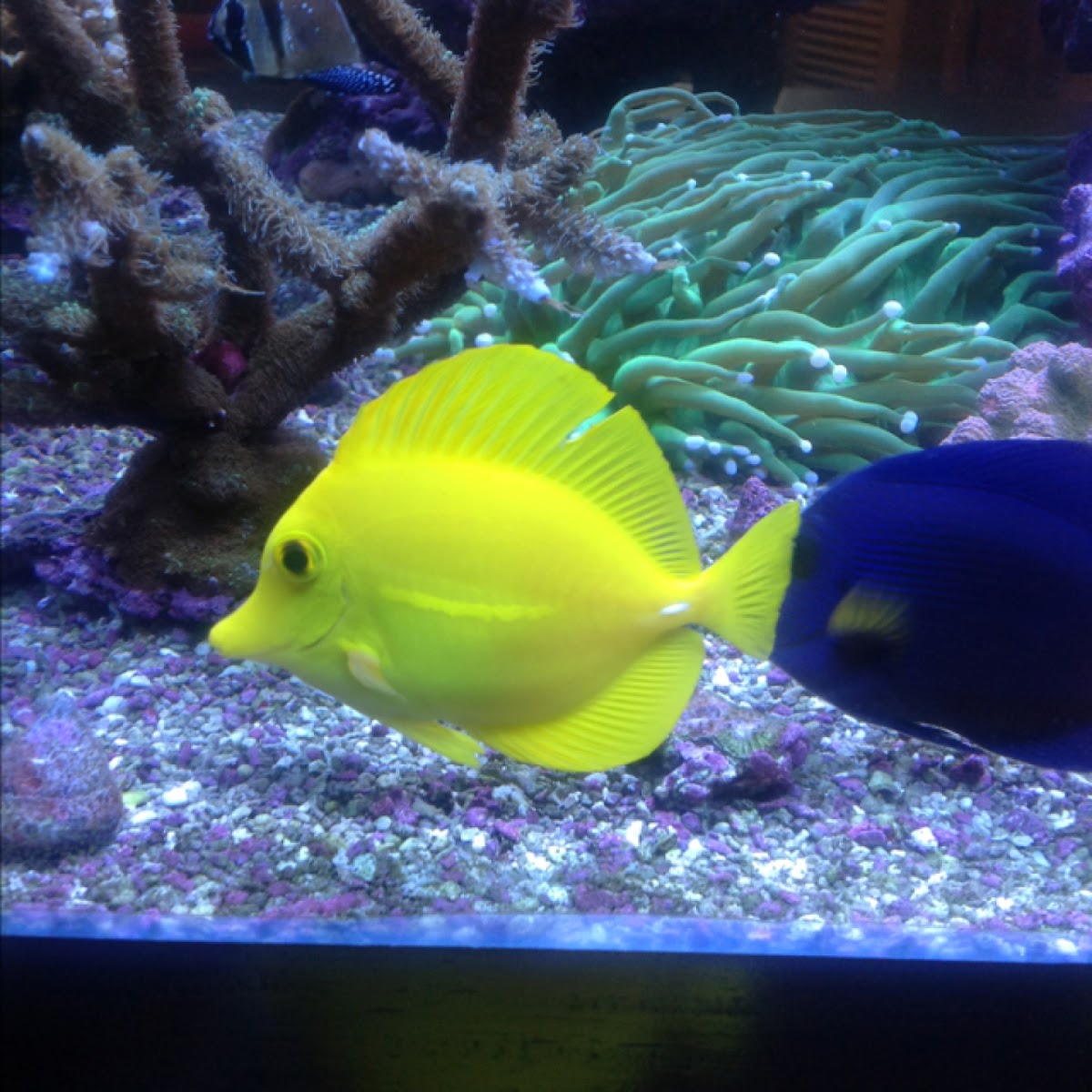 Yellow Tang | Project Noah