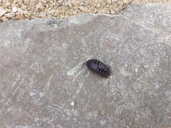 Bicho-de-Contas | Project Noah