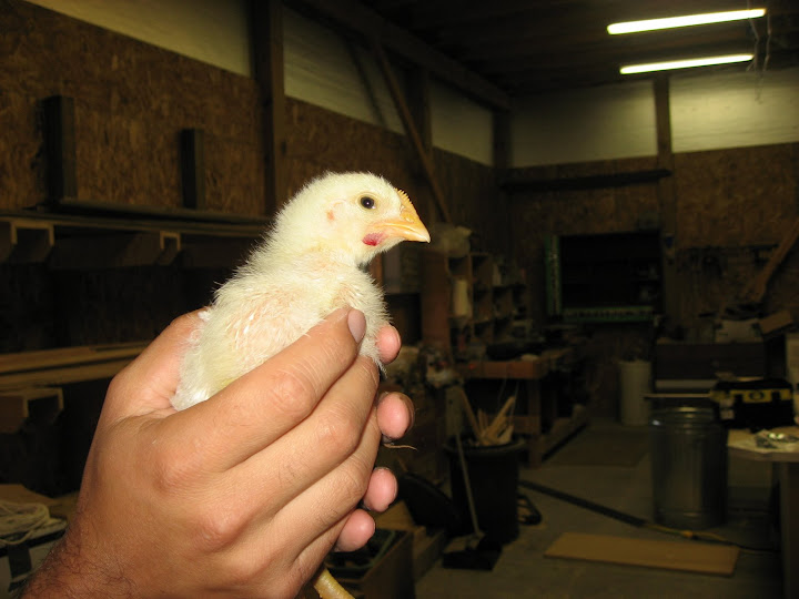 Chick Jaw blood blister? | BackYard Chickens - Learn How to Raise Chickens