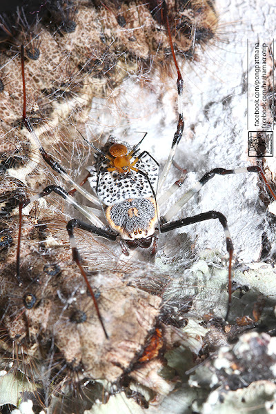 Ornamental Tree-Trunk Spider | Project Noah