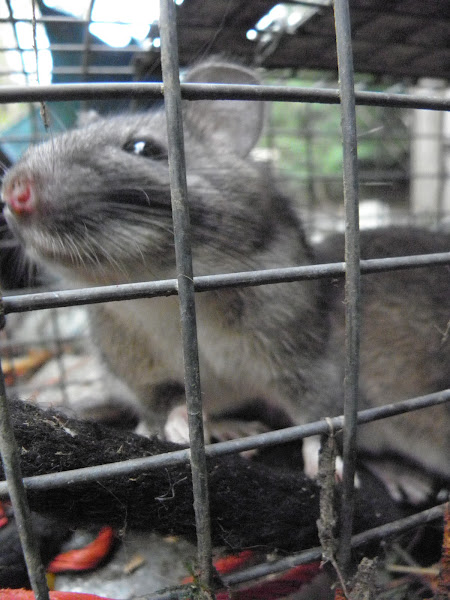 Bushy tailed woodrat | Project Noah