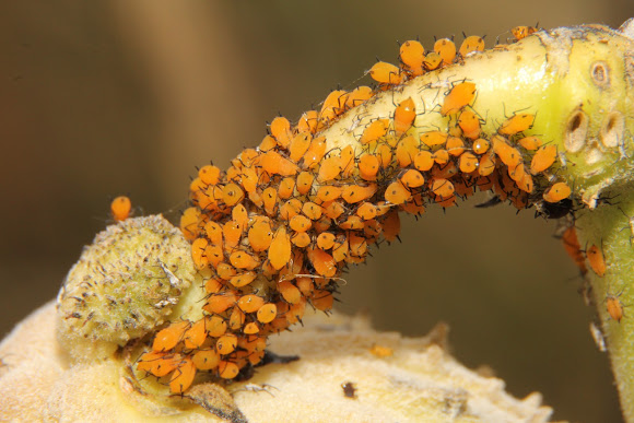Oleander aphid | Project Noah
