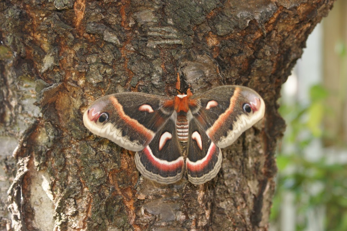 Cecropia Moth - Saturnie cécropia | Project Noah