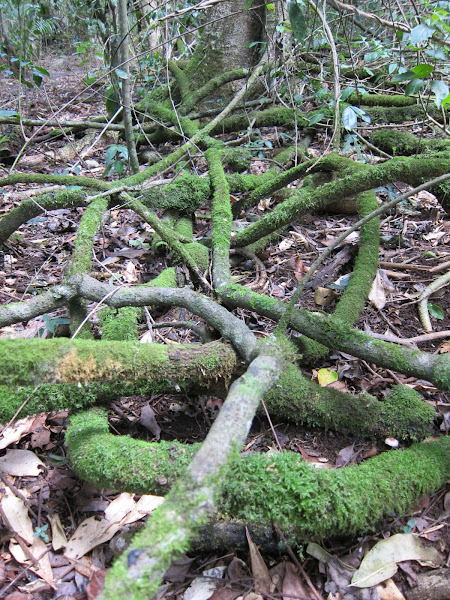 Lianas | Project Noah