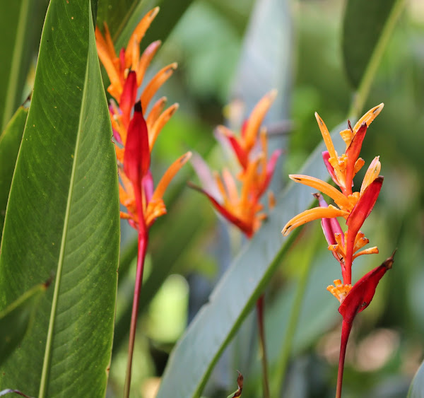 Parrot's Beak Plant | Project Noah