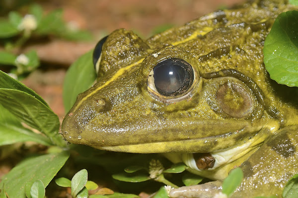 Indian bullfrog | Project Noah