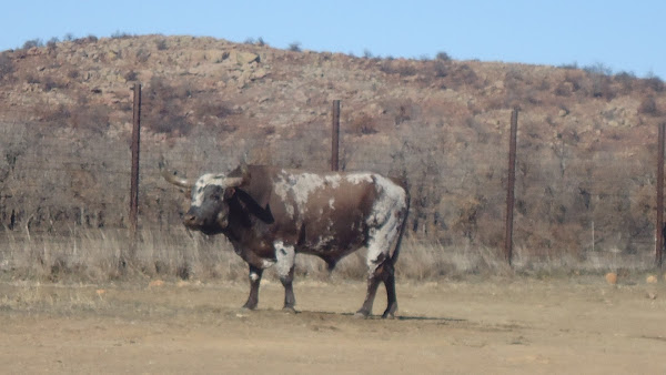 Longhorn | Project Noah