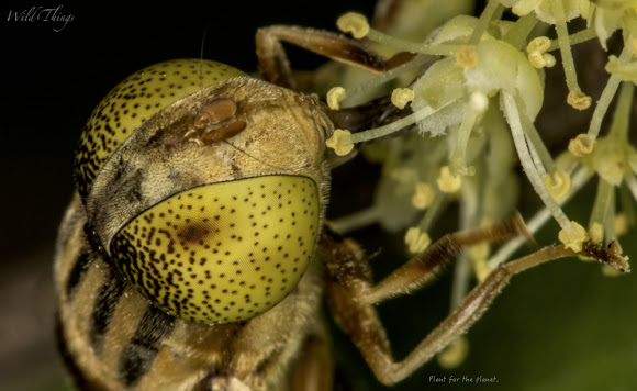 Syrphid Fly | Project Noah
