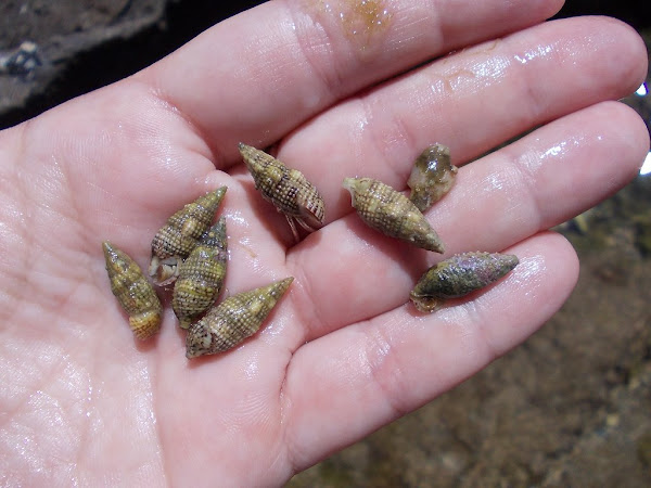 Bittium reticulatum | Project Noah