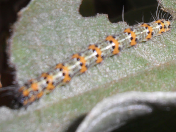 The Crimson-speckled Flunkey | Project Noah