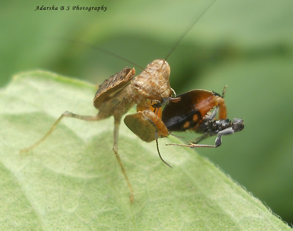 Praying mantis v/s Ant | Project Noah