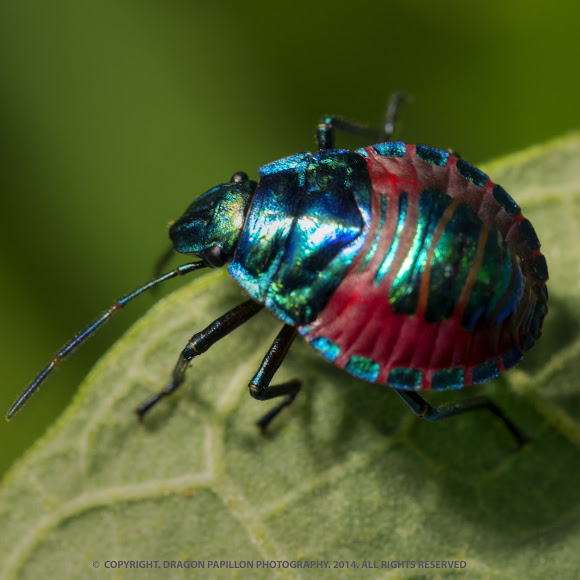 Cotton (or Hibiscus) Harlequin Bug | Project Noah