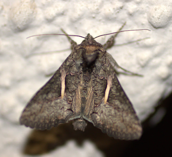 Streaked Plusia | Project Noah