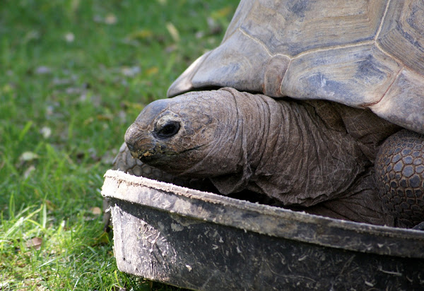 Aldabra tortoise | Project Noah