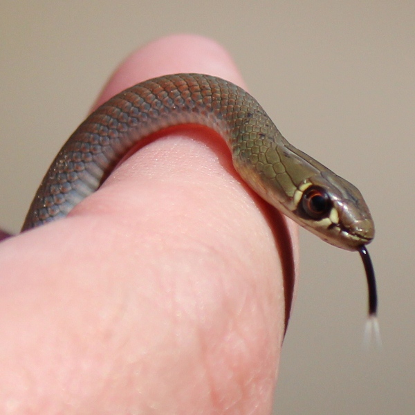 Baby Yellow-faced Whip Snake | Project Noah