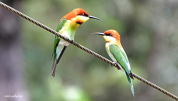 Chestnut-headed Bee-eater | Project Noah