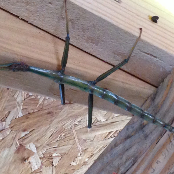 Giant Walking Stick | Project Noah