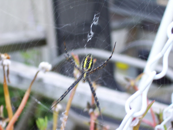 Banded Garden Spider | Project Noah