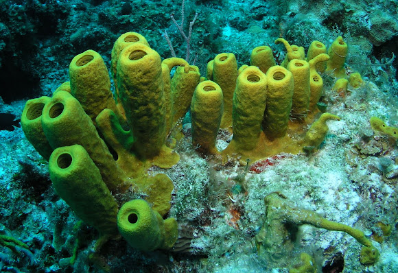 Yellow tube sponge | Project Noah