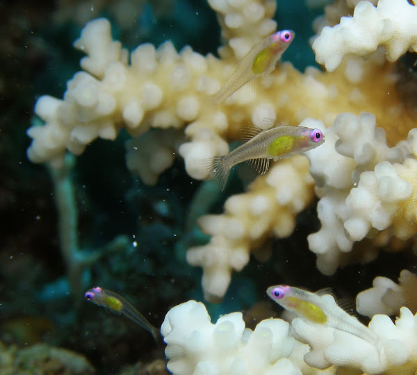 Red eye goby | Project Noah