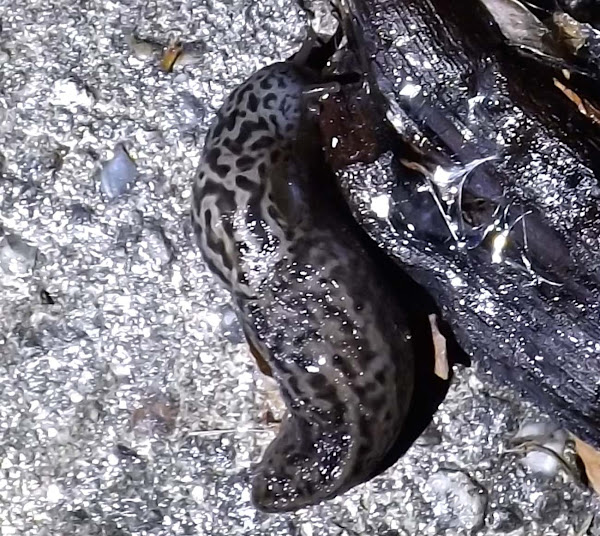 Leopard Slug | Project Noah