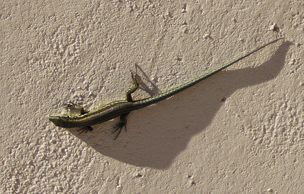 Common wall lizard | Project Noah