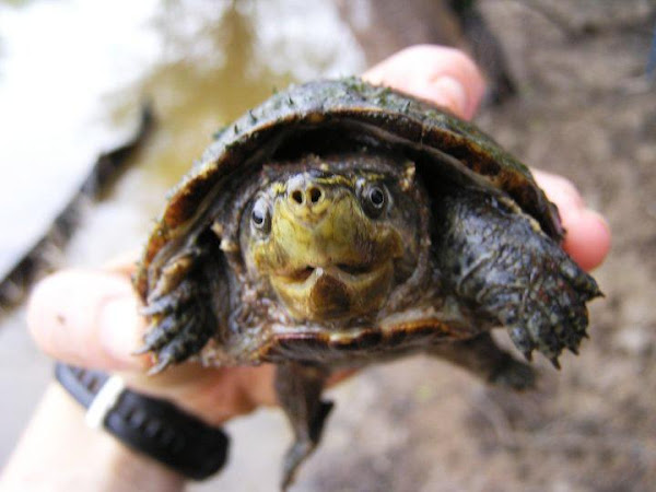 Stinkpot | Project Noah