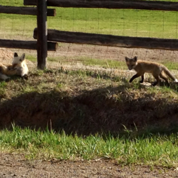 Red fox | Project Noah