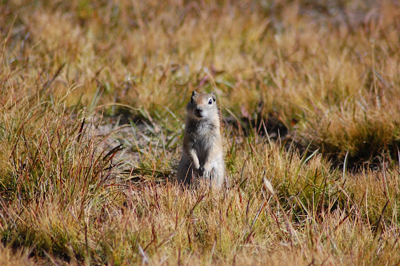 Belding's Ground Squirrel | Project Noah