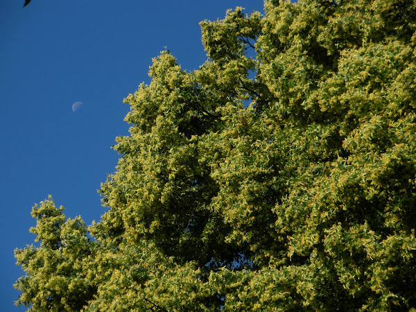 Common Lime Tree | Project Noah