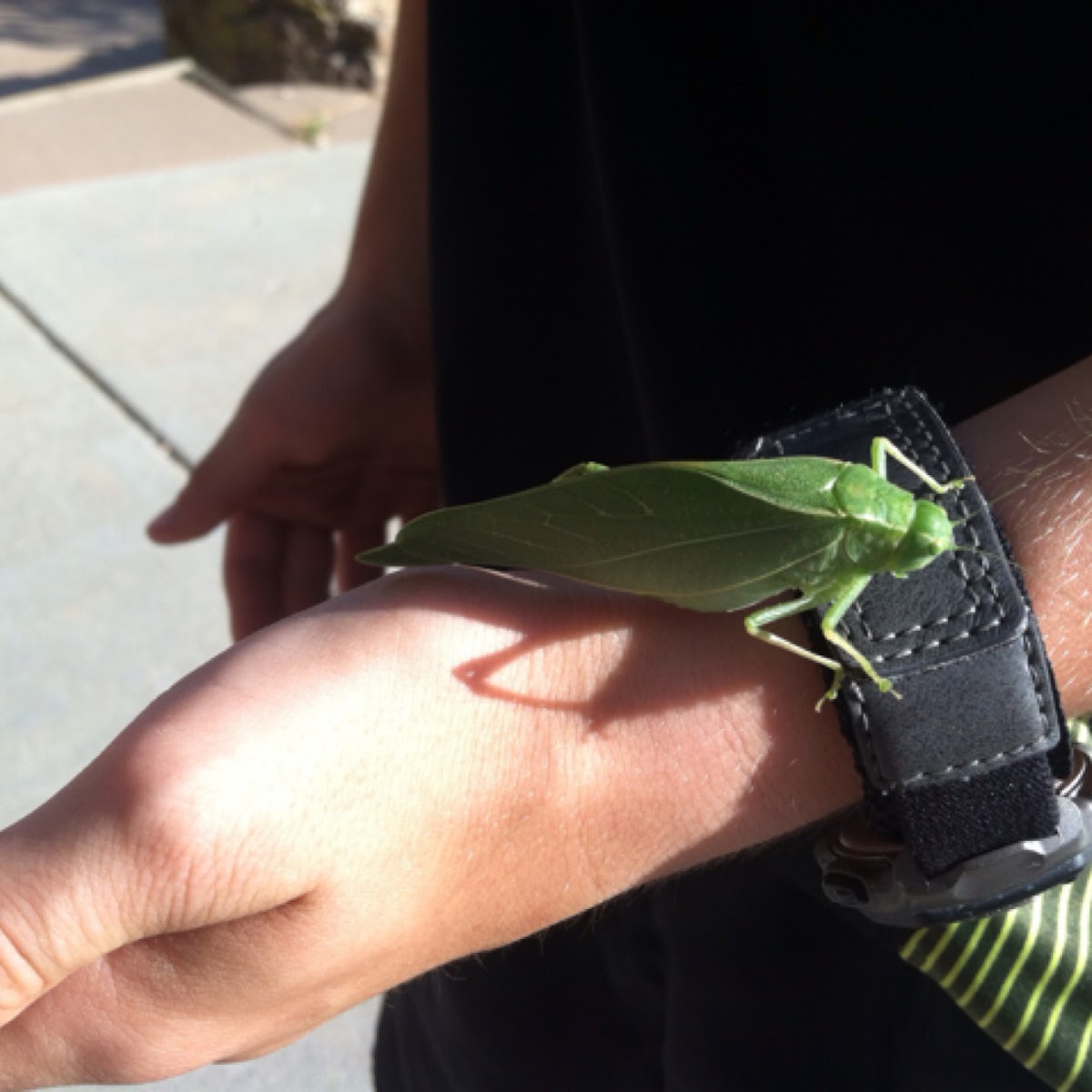 Greater Angle-wing Katydid | Project Noah