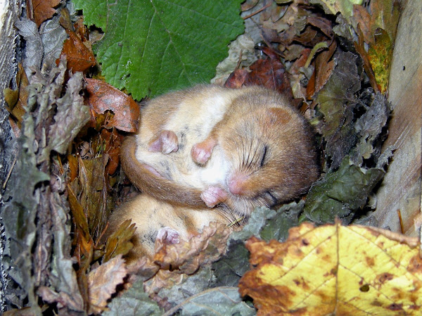 Hazel Dormouse | Project Noah