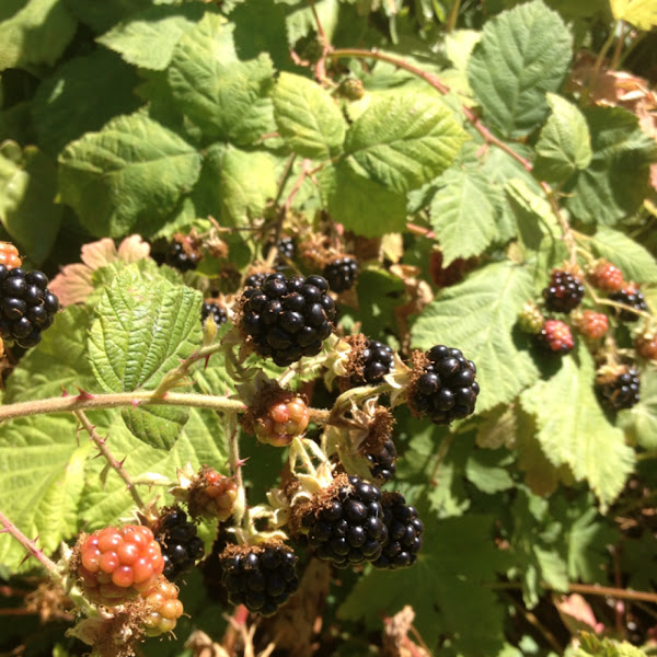 Blackberry | Project Noah