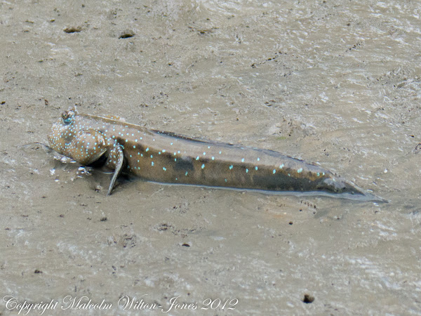 Great Blue-spotted Mudskipper | Project Noah