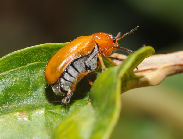 Clay-colored leaf beetle | Project Noah