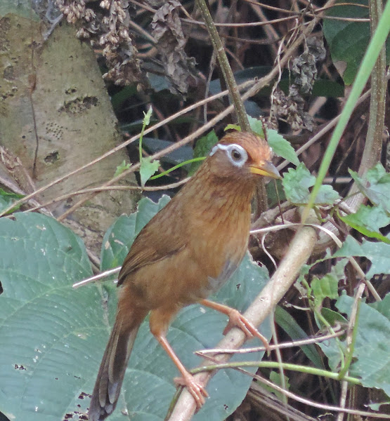 Chinese Hwamei | Project Noah