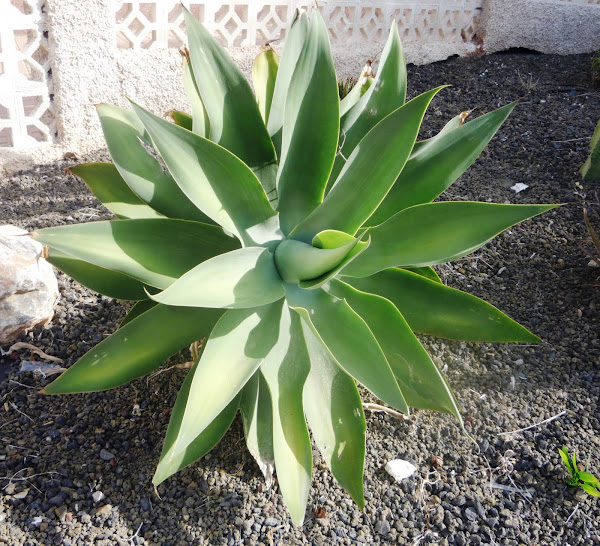 Agave attenuata | Project Noah