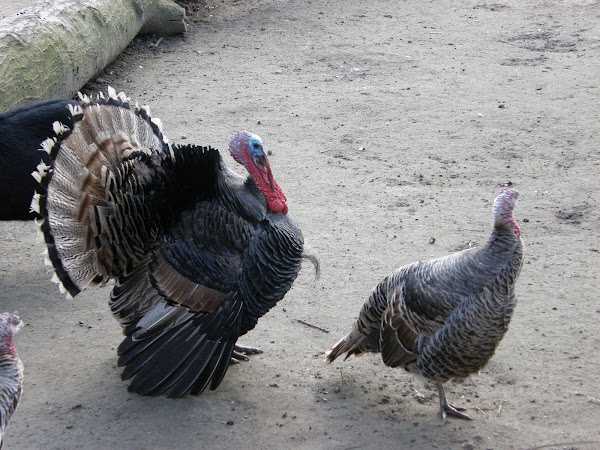 Domesticated turkey | Project Noah